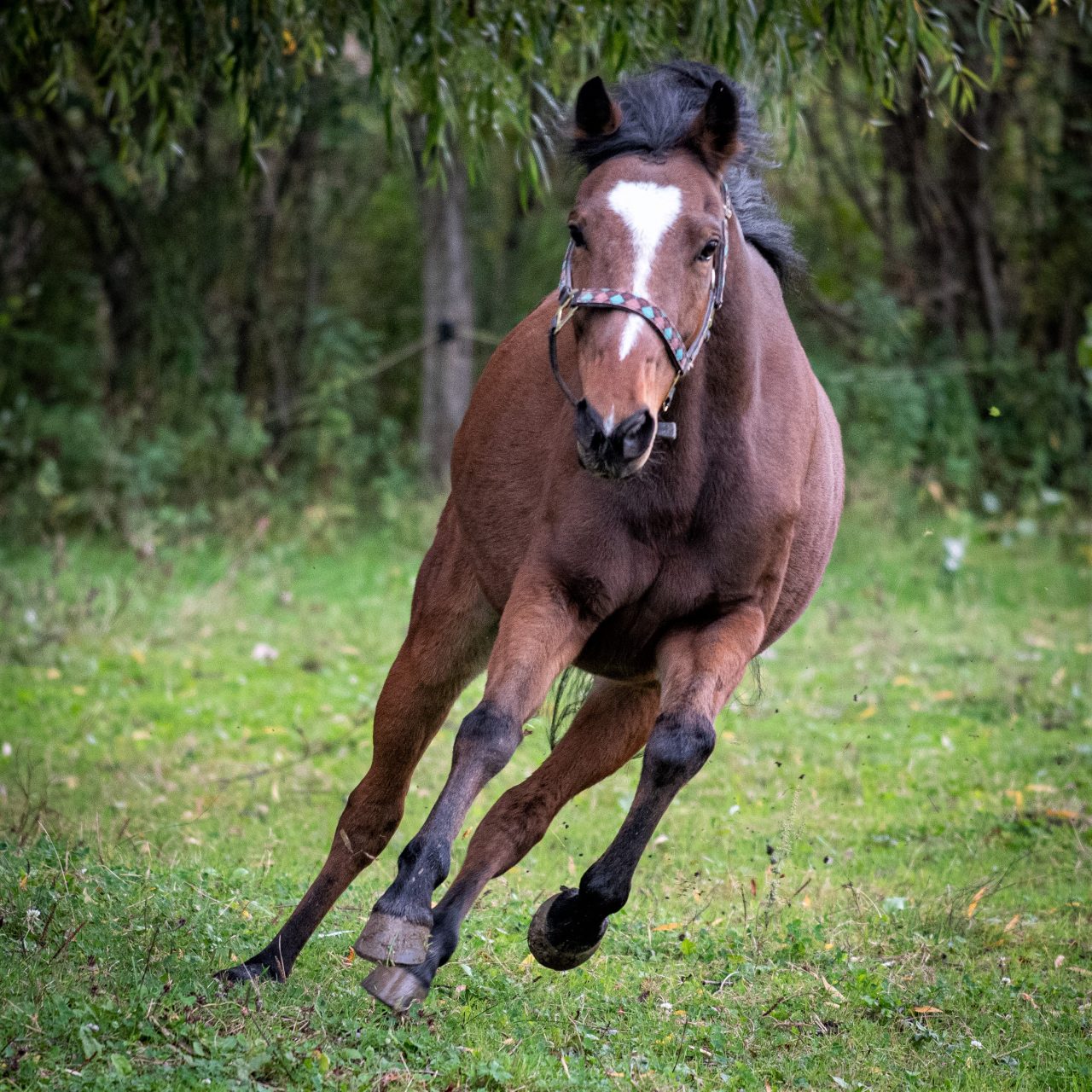 Rescue Horses | Help Save Horses